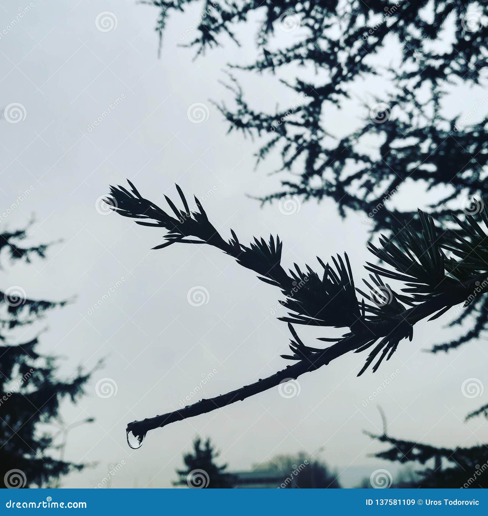 Pine Tree Branch Silhouette Stock Image - Image of branch, drop: 137581109