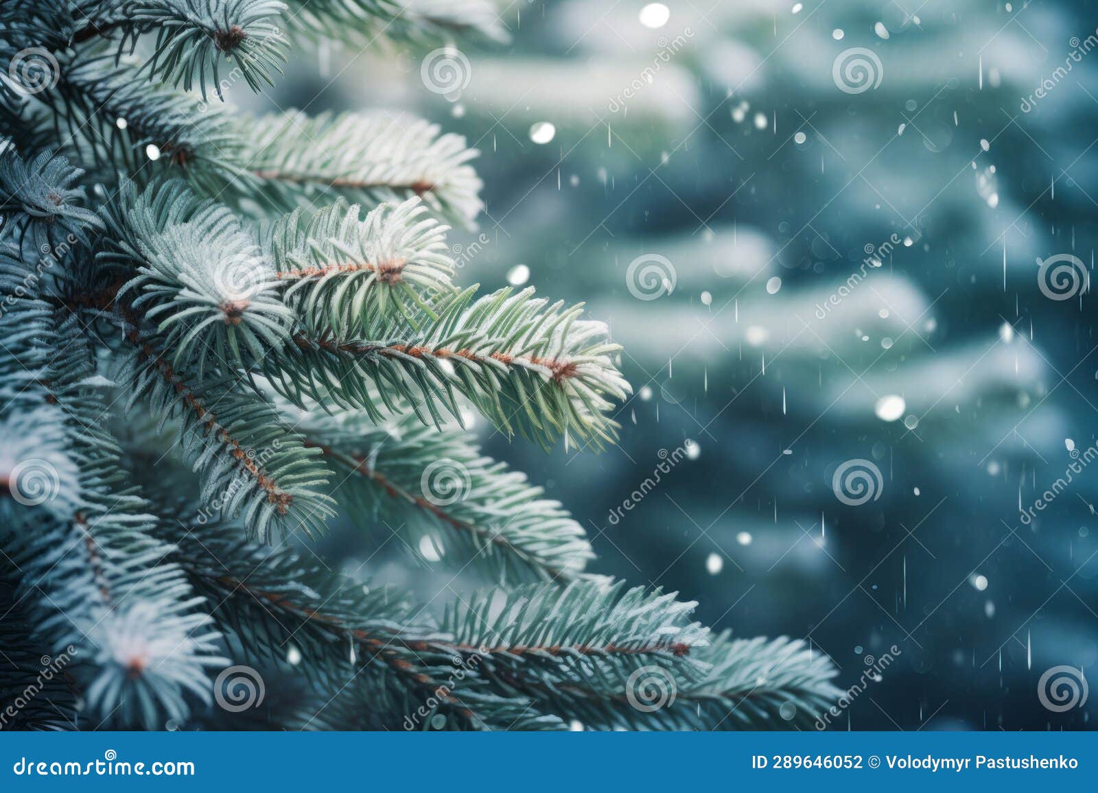 Pine Tree Branch with Snow Falling Down on it and Blue Background ...