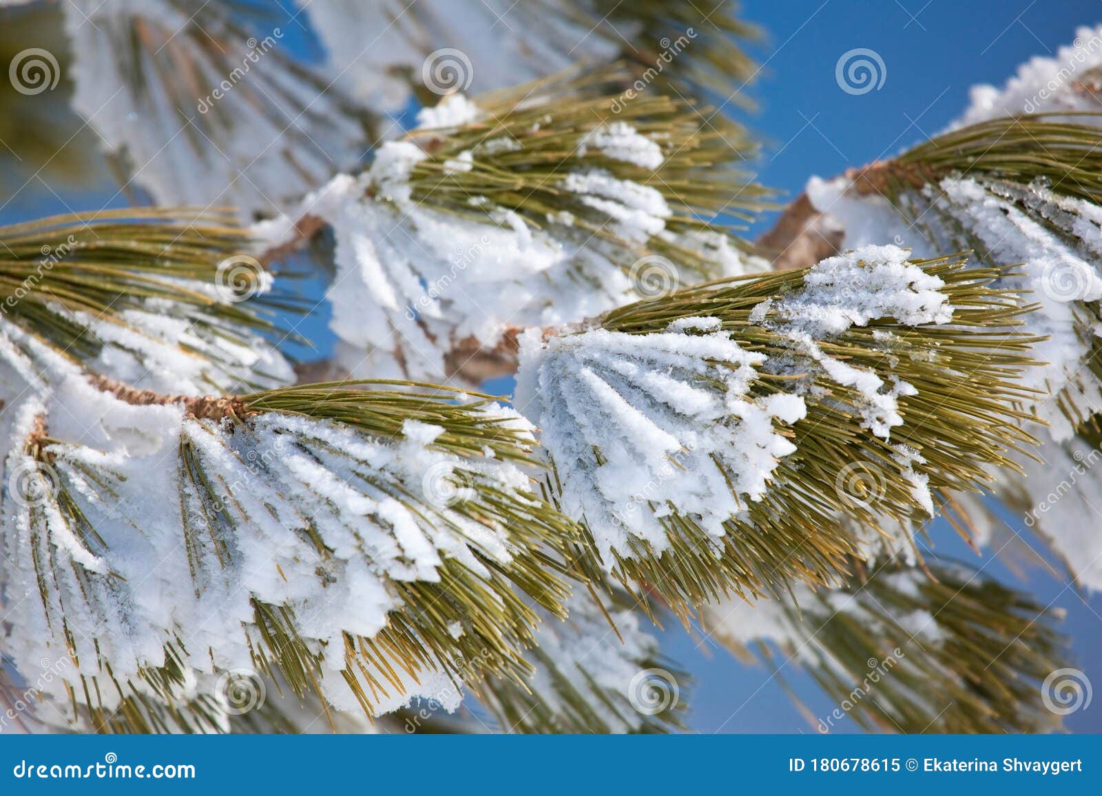 Pine Tree Branch in the Snow Stock Image - Image of tree, frosty: 180678615