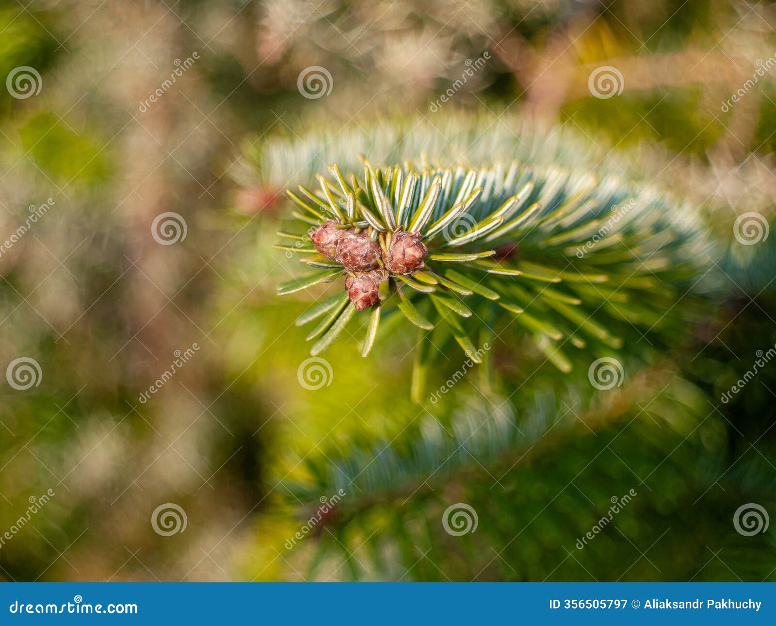 A Pine Tree Branch with Three Cones on it Stock Image - Image of ...