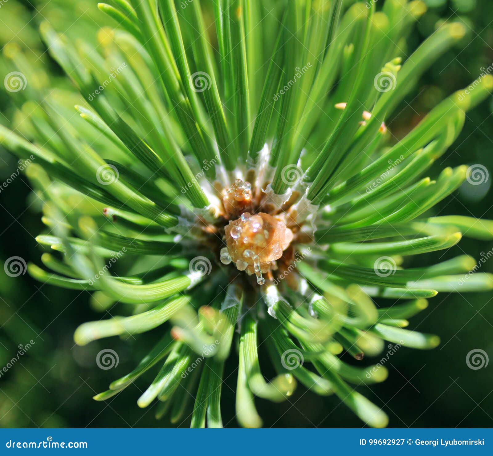 Pine tree branch top stock image. Image of closeup, mountain - 99692927
