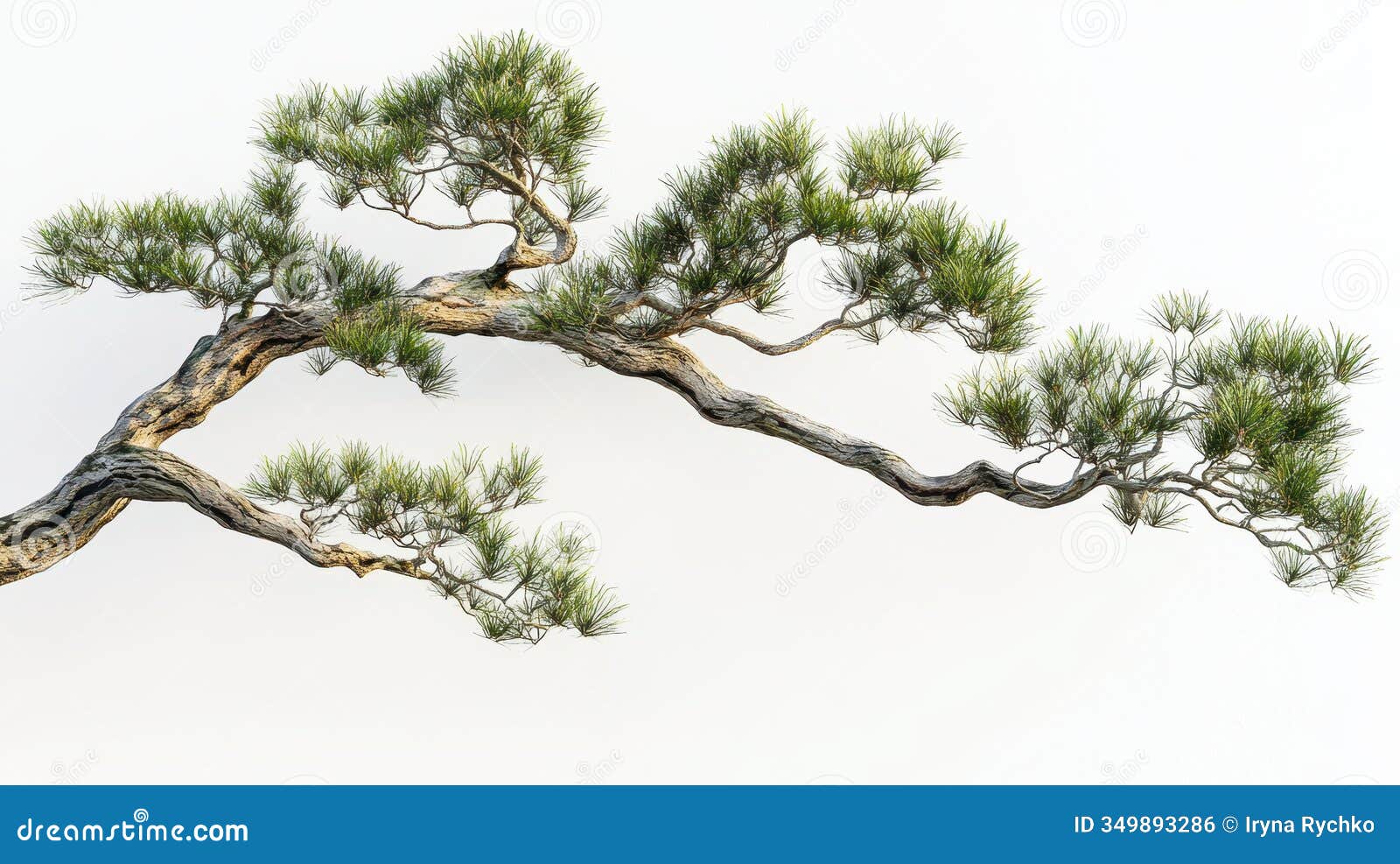 Pine Tree Branch on White Background Stock Photo - Image of conifer ...