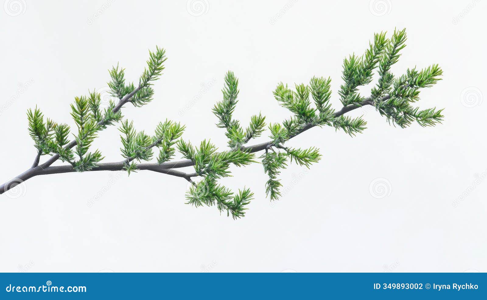 Pine Tree Branch on White Background Stock Photo - Image of isolated ...
