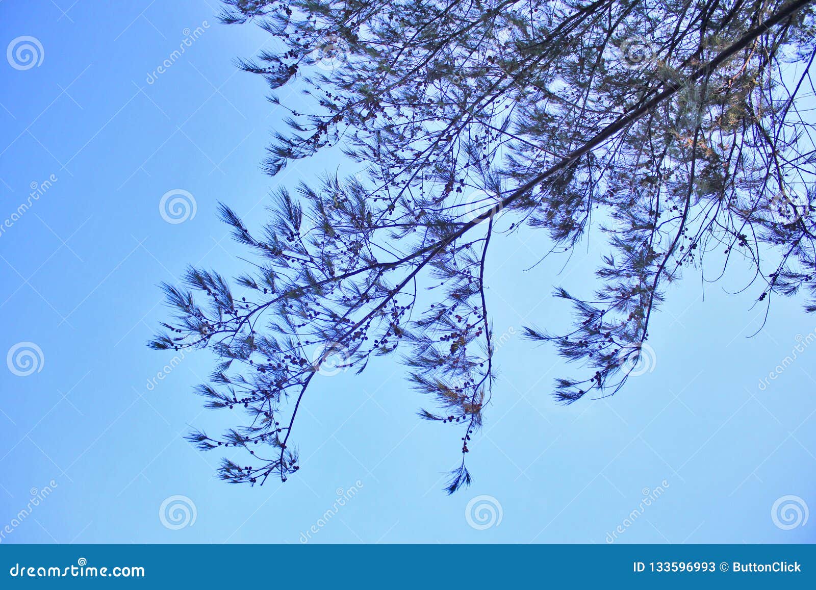 Pine Tree Branch Windy Blue Sky Background Stock Image - Image of sunny ...