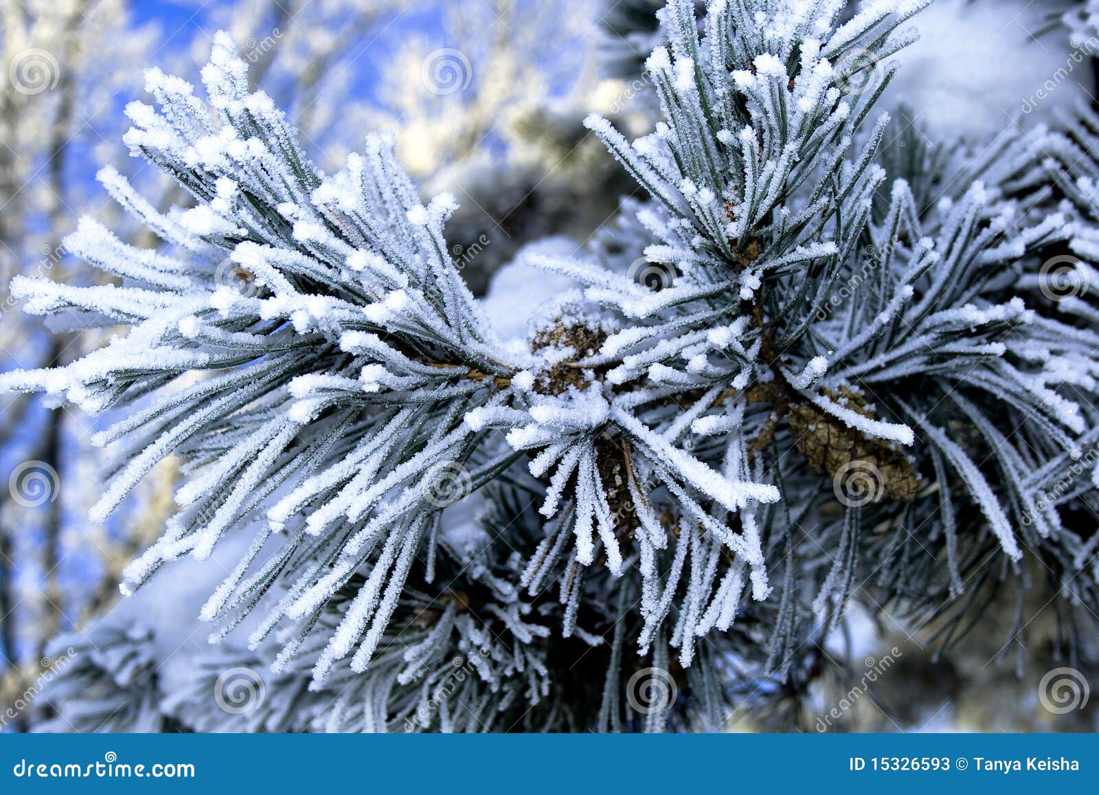Pine tree branches stock image. Image of natural, freezing - 15326593