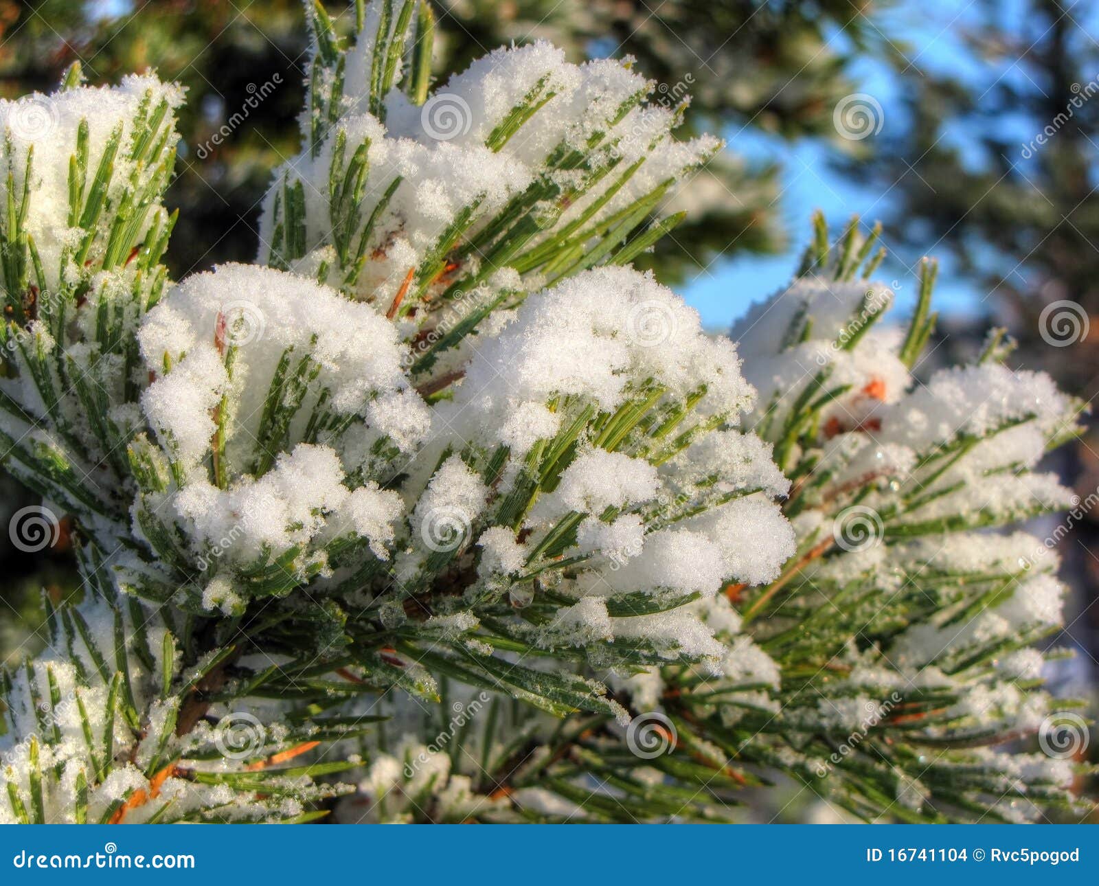 Pine tree branches stock photo. Image of january, greeting - 16741104