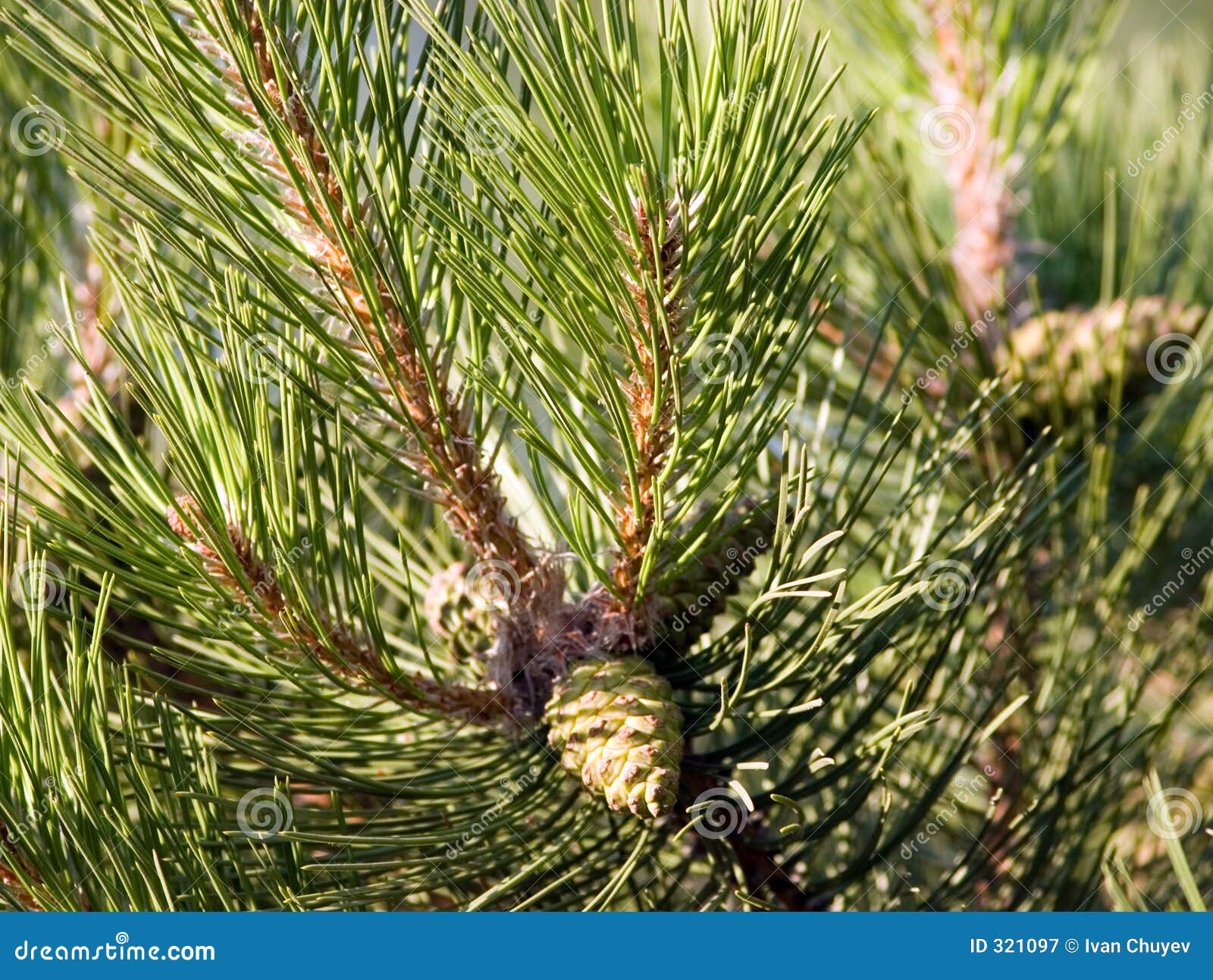 Pine-tree branches stock image. Image of cluster, hope - 321097