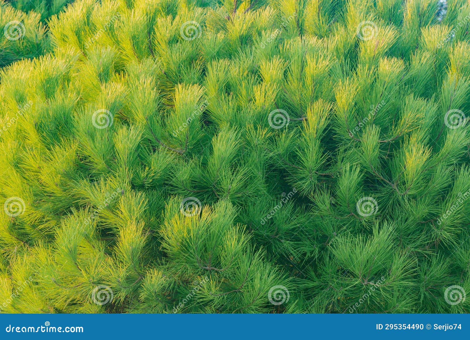 Pine Tree Branches Background in the Park Stock Photo - Image of tree ...