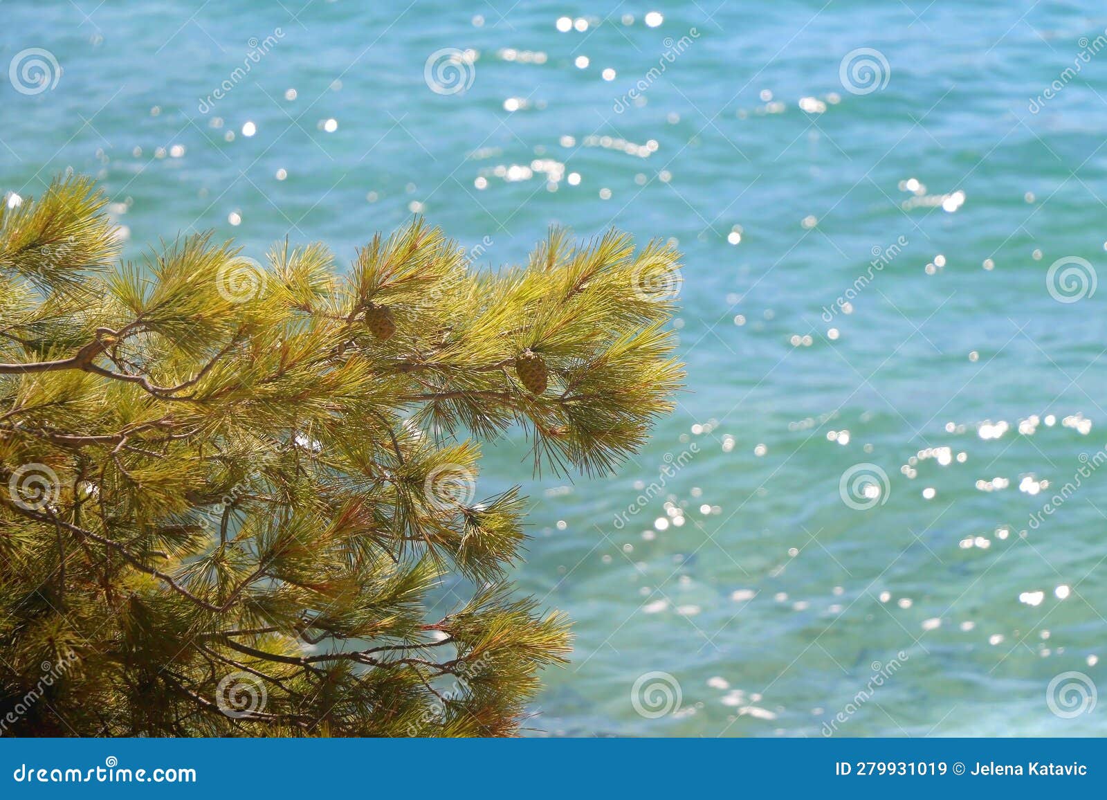 Pine Tree and Sea stock image. Image of branch, travel - 279931019