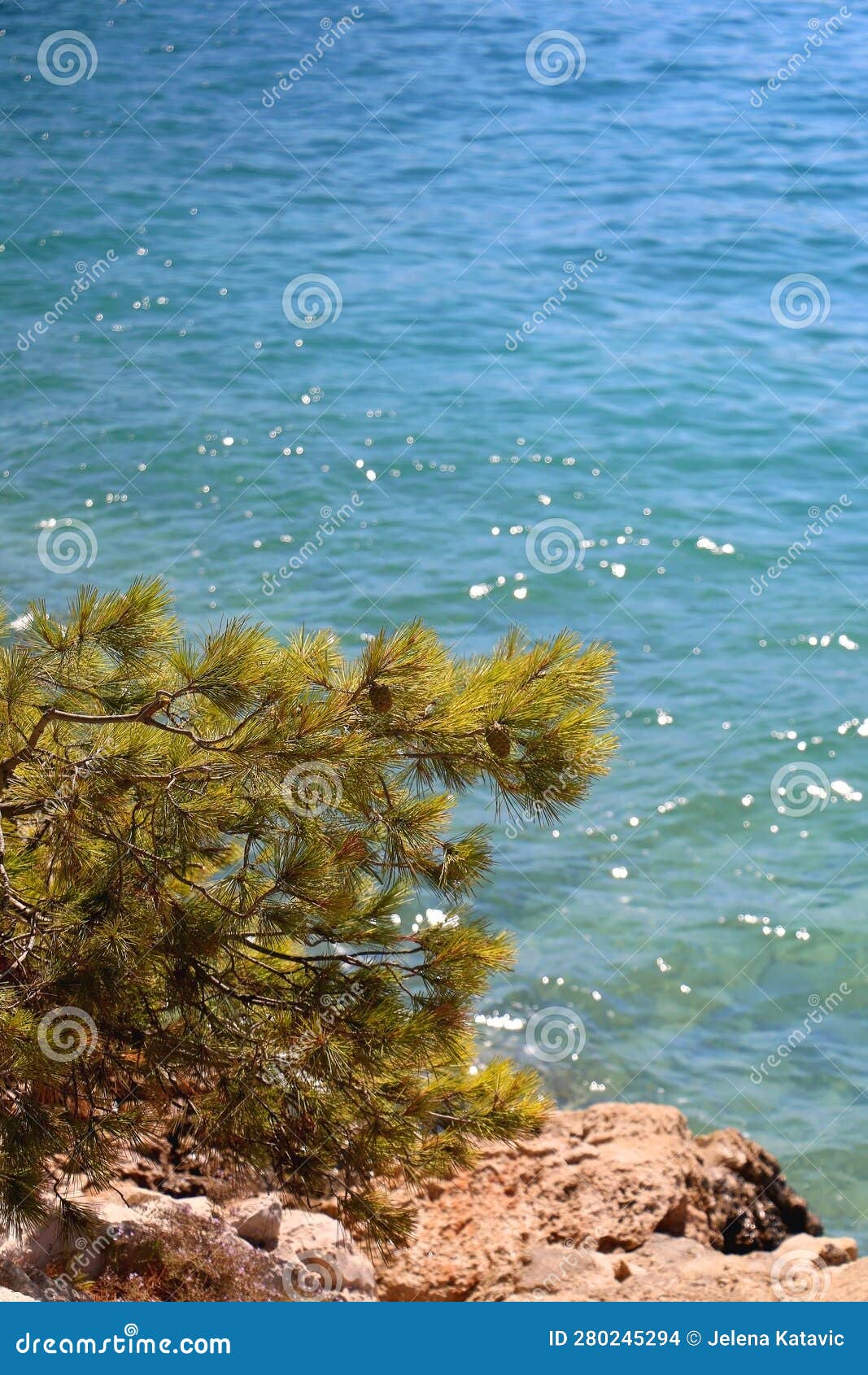 Pine Tree and Sea stock photo. Image of green, botany - 280245294