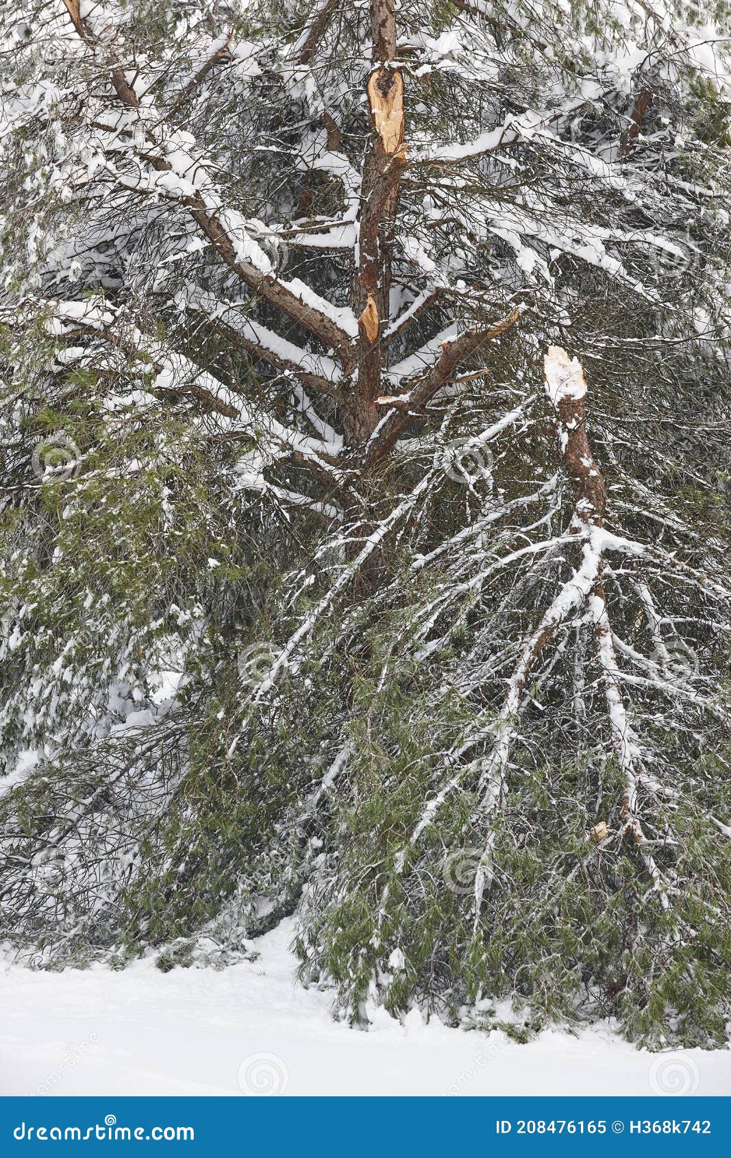 Pine Tree Branches Broken by a Snowstorm. Winter Snowy Weather Stock ...