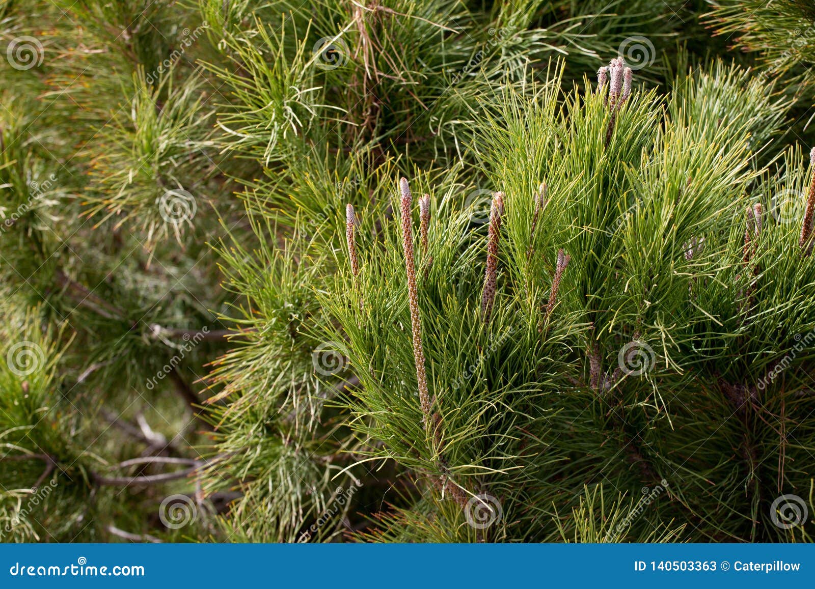 Pine Tree Branches with Pine Buds and Foliage Stock Image - Image of ...