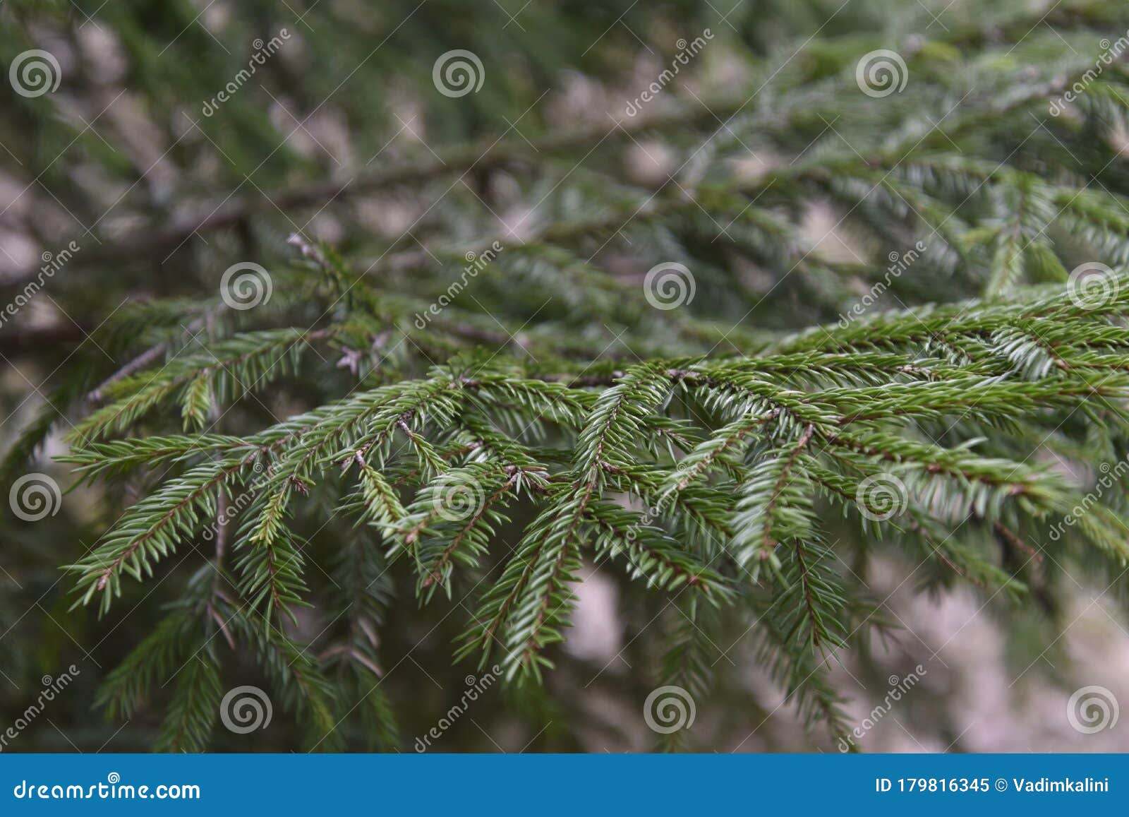 Pine Tree Branches Close Up. Stock Image - Image of close, branch ...