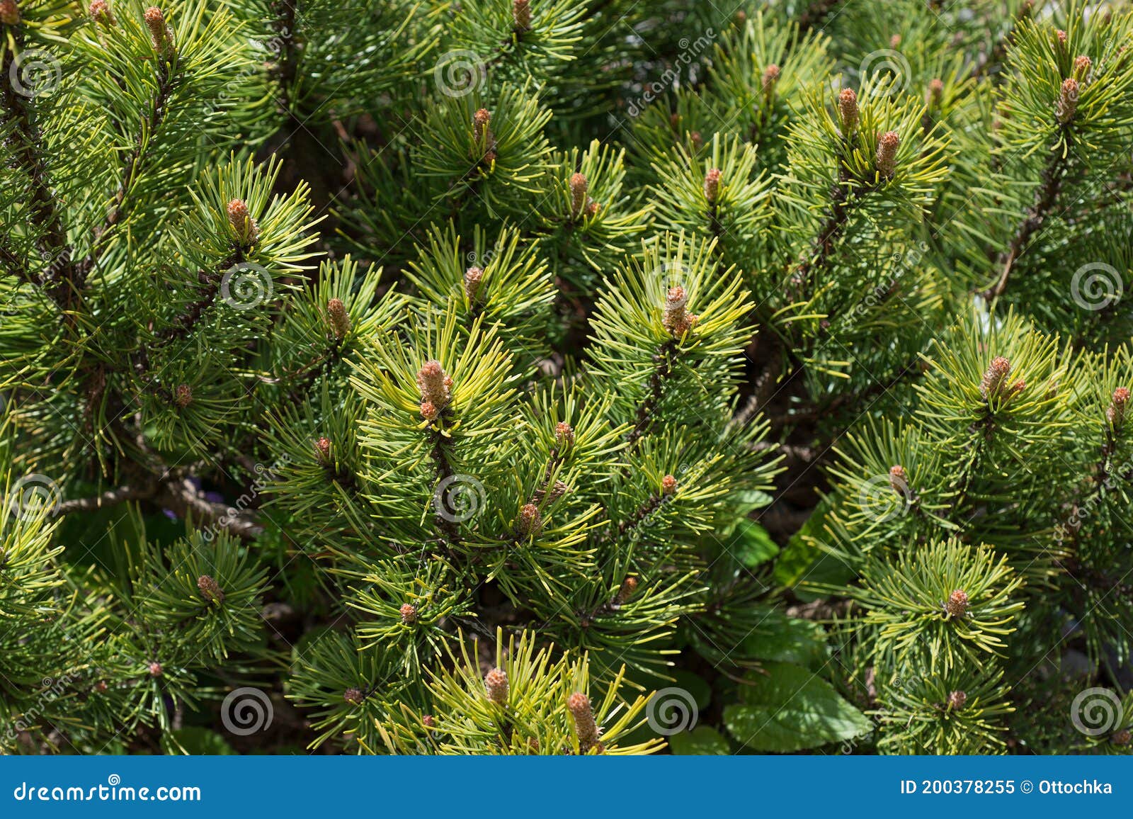 Pine Tree Branches Close Up Stock Image - Image of sprouts, ecology ...
