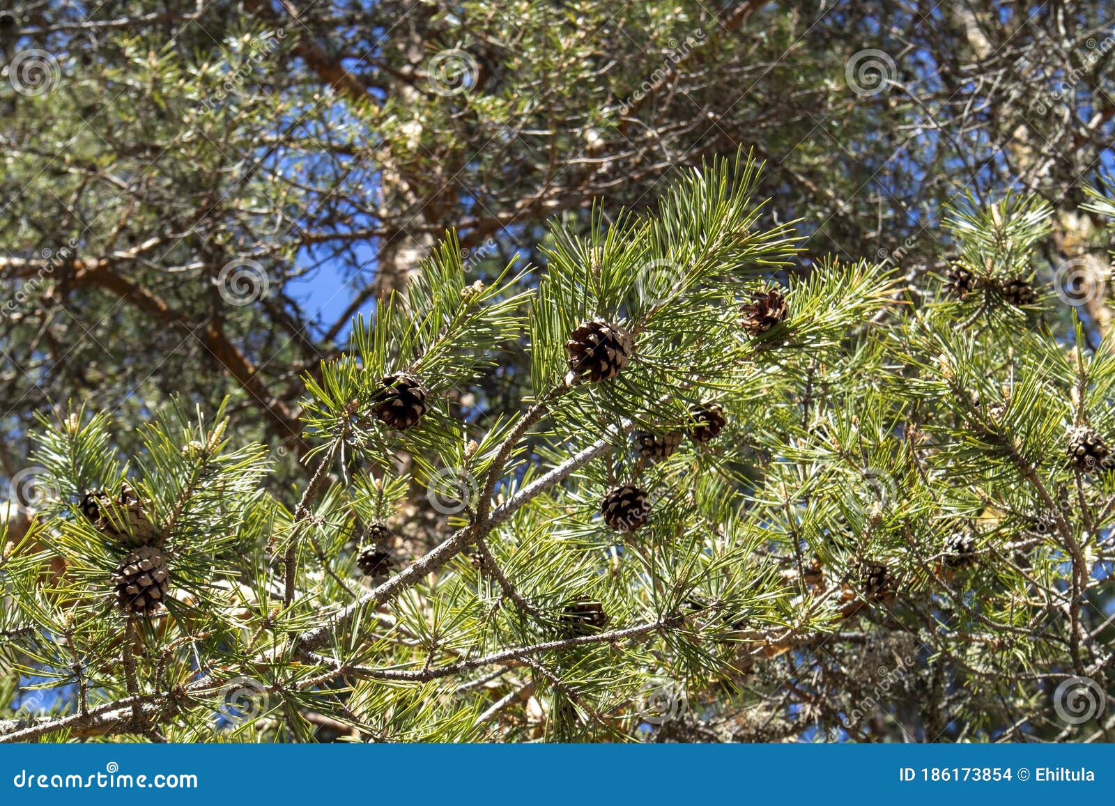 Pine Tree Branches with Cones Stock Photo - Image of plant, cones ...