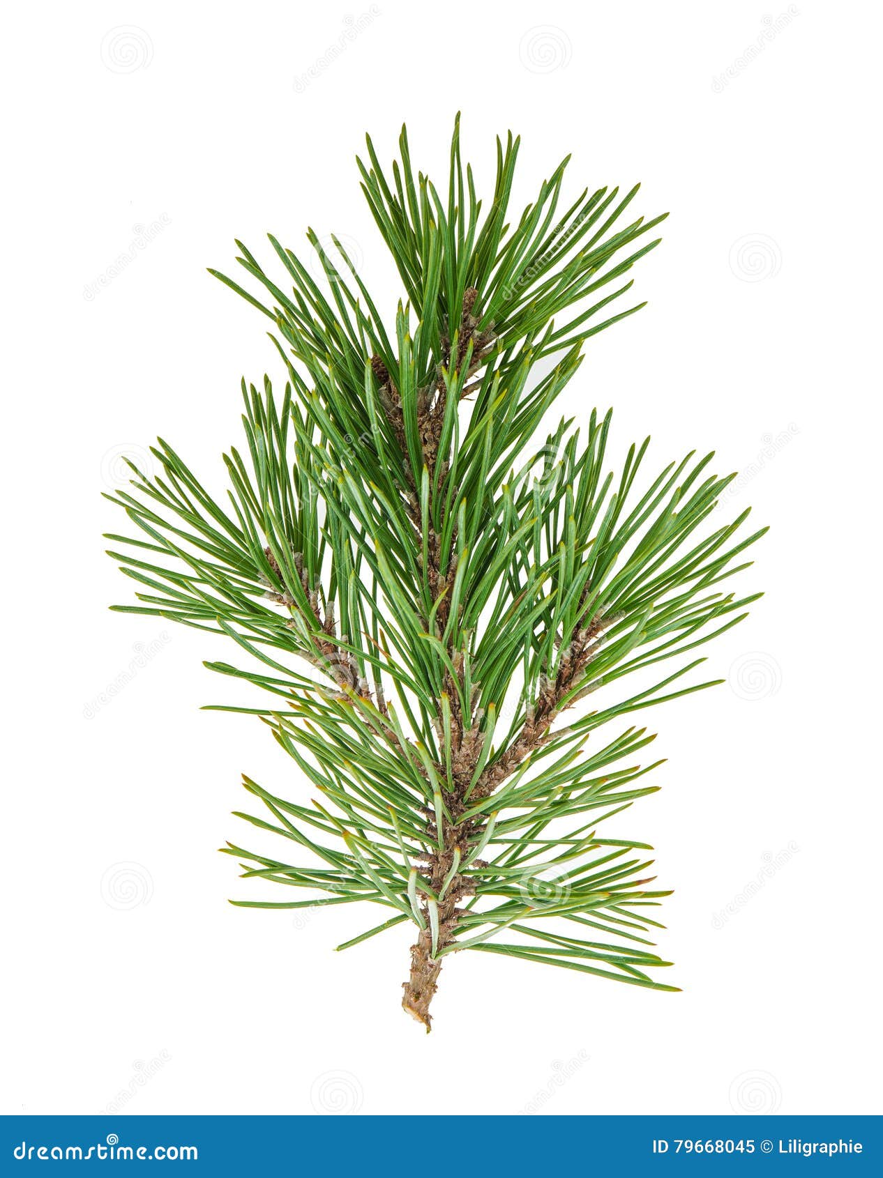 10,156 Pine Sprig Photos - Free & Royalty-Free Stock Photos from Dreamstime