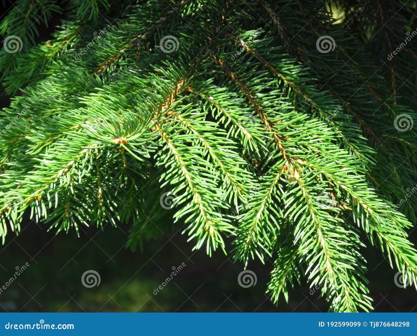 Pine Tree Branches, Coniferous Resinous Tree. Evergreen Tree Background ...