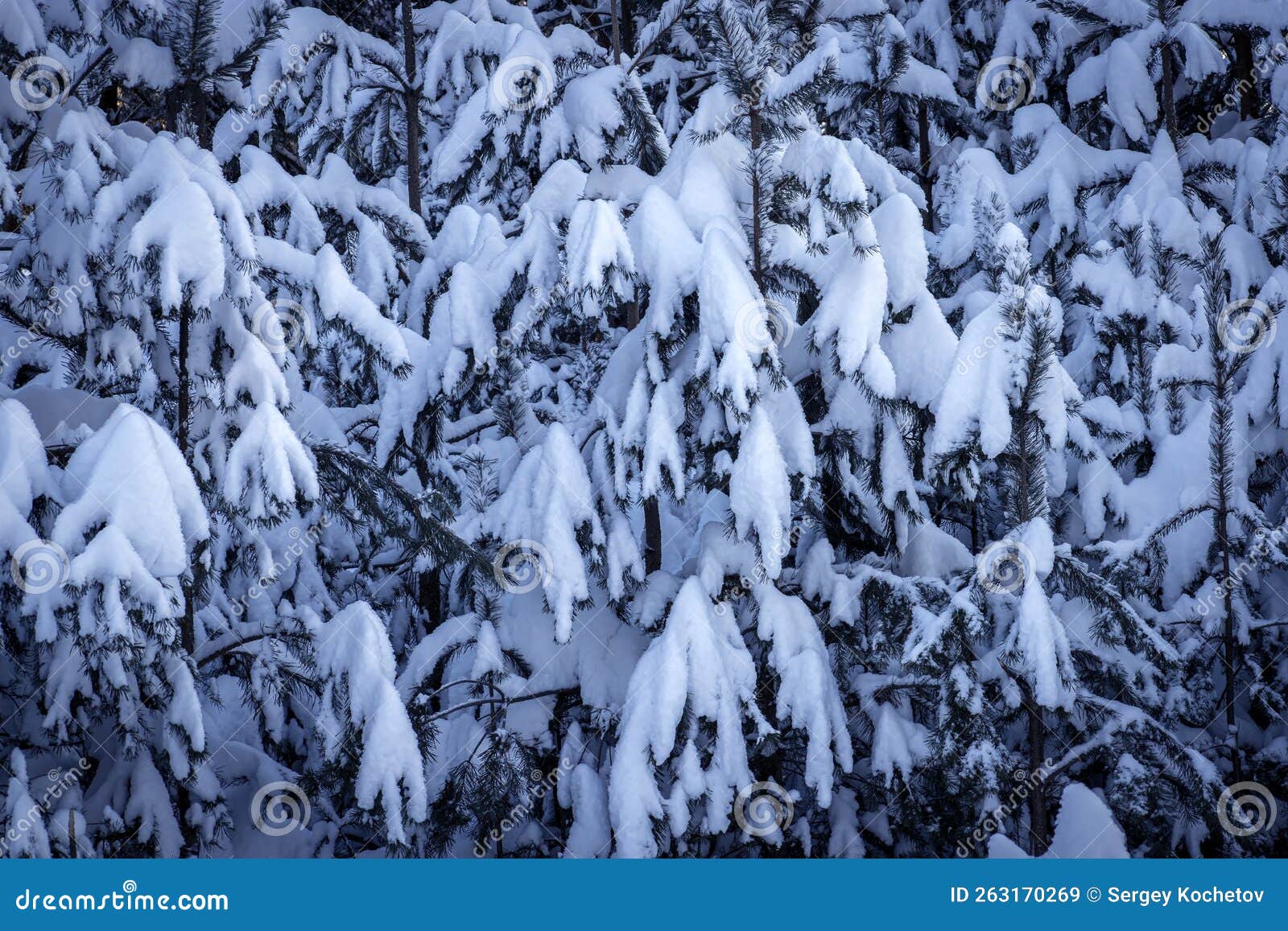 Pine Tree Branches Covered with Snow Frost in Cold Tones. Stock Image ...