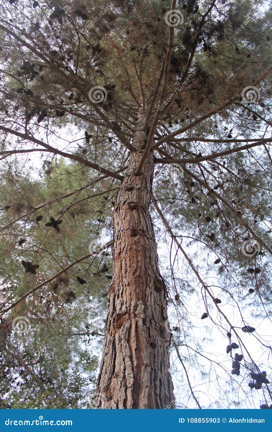 Pine Tree Branches stock image. Image of needles, brown - 108855903