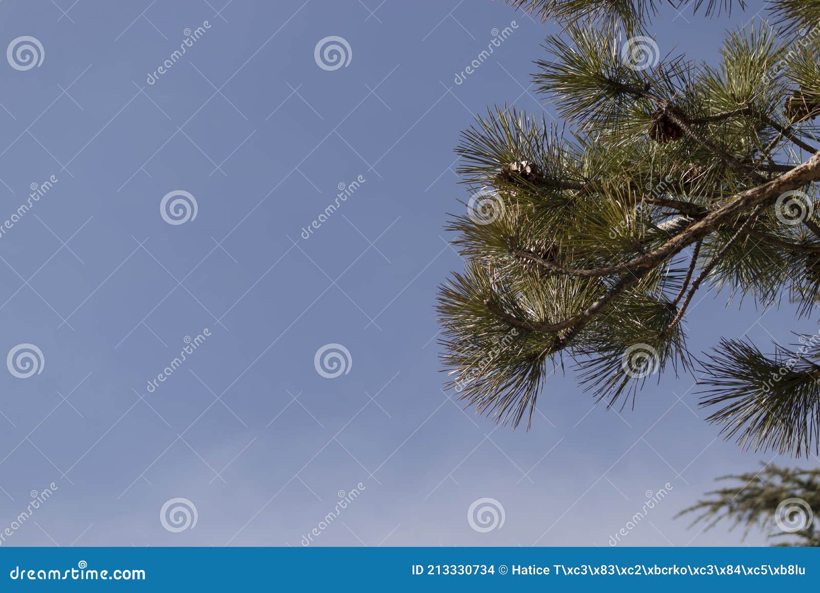 Pine Tree Branches Formed Texture. Stock Photo - Image of bare, lonely ...
