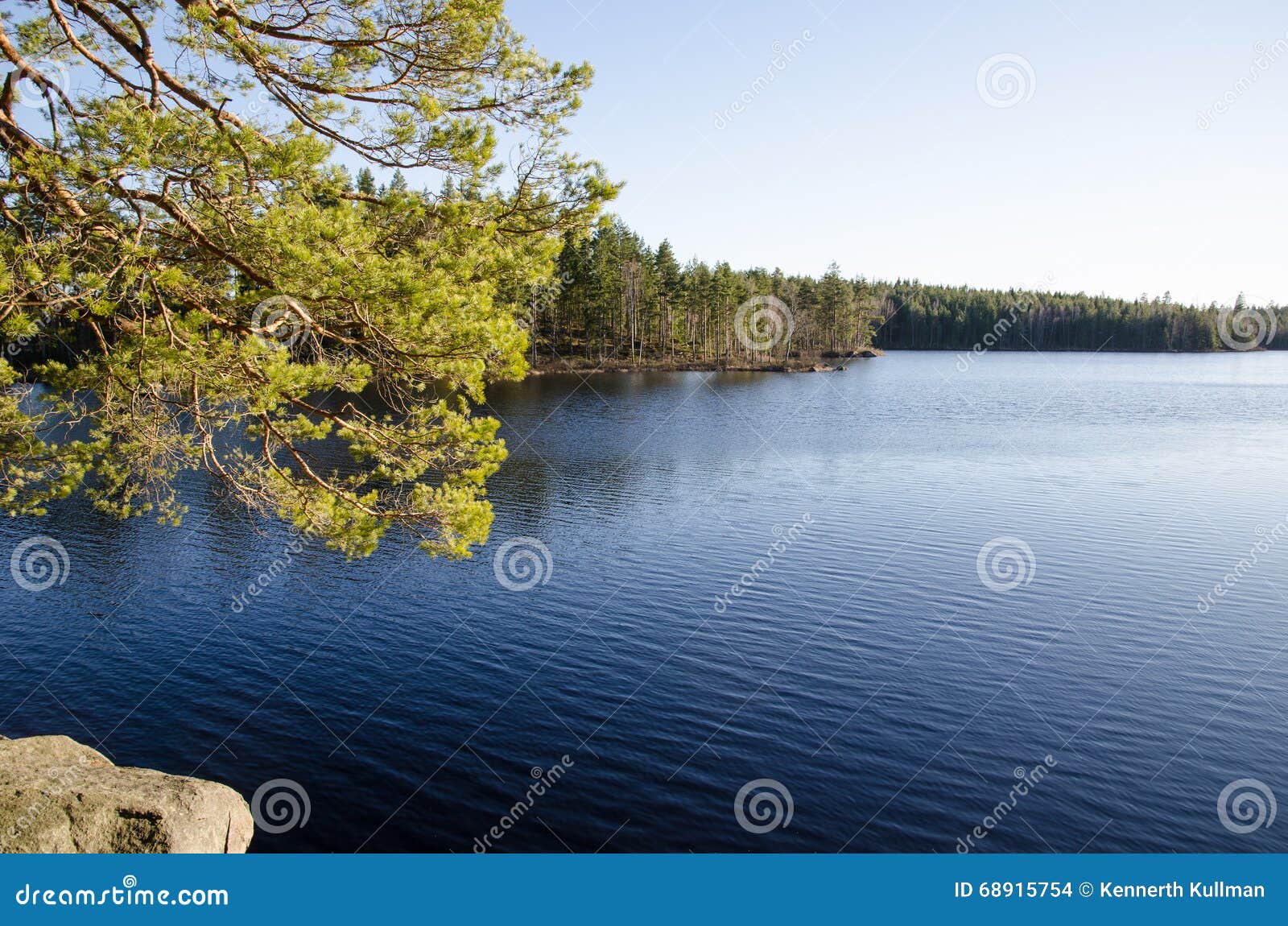 Pine Tree Branches by a Lake Stock Photo - Image of sunlit, environment ...