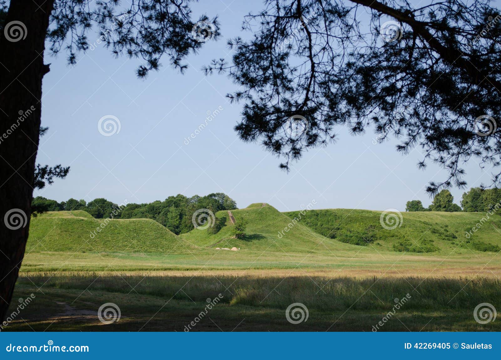 Pine Tree Branches and Landscape of Hill Mound Stock Image - Image of ...