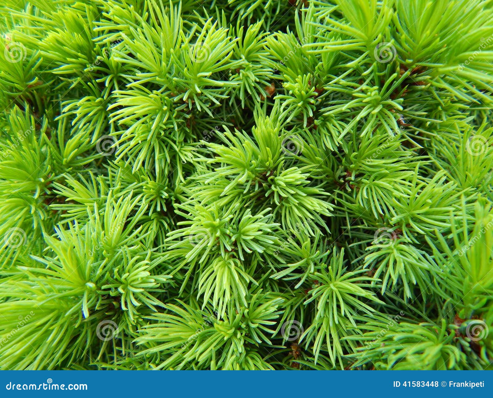 Pine tree branches stock photo. Image of natural, greenery - 41583448
