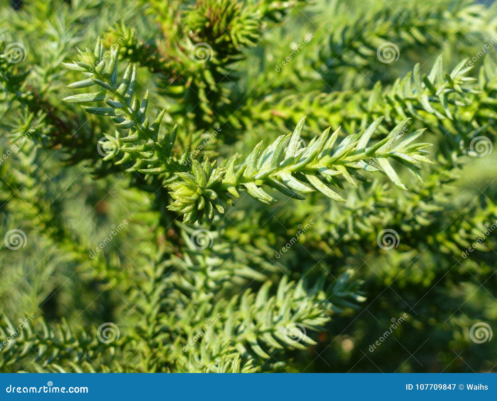 Pine Tree Branches and Leaves Stock Image - Image of trees, closeup ...
