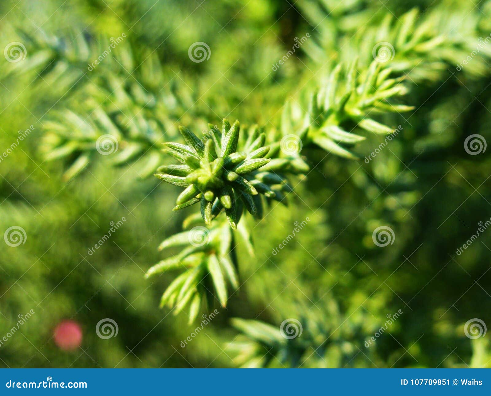 Pine Tree Branches and Leaves Stock Image - Image of close, background ...
