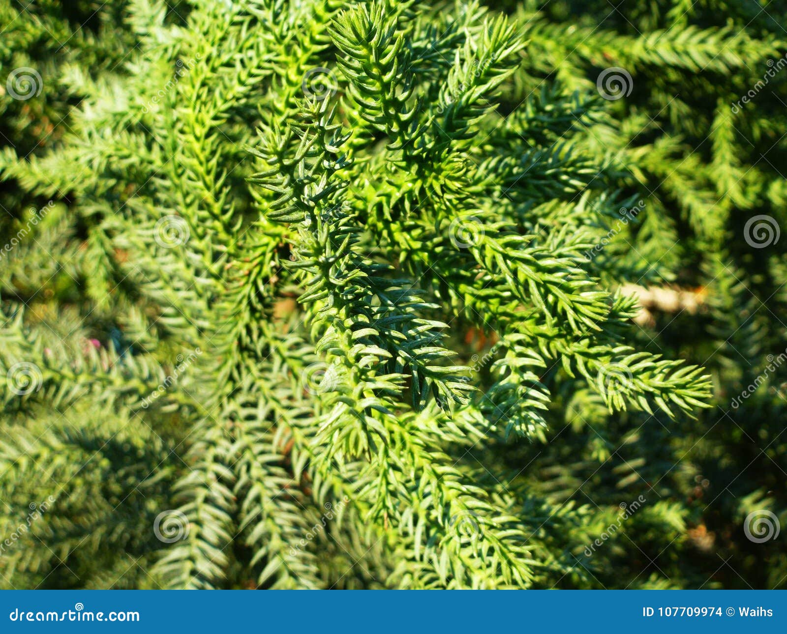 Pine Tree Branches and Leaves Stock Photo - Image of nature, zapota ...