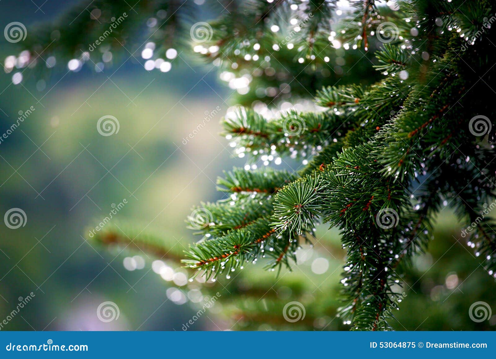 Pine Tree Branches with Melting Snow Stock Image - Image of dark ...