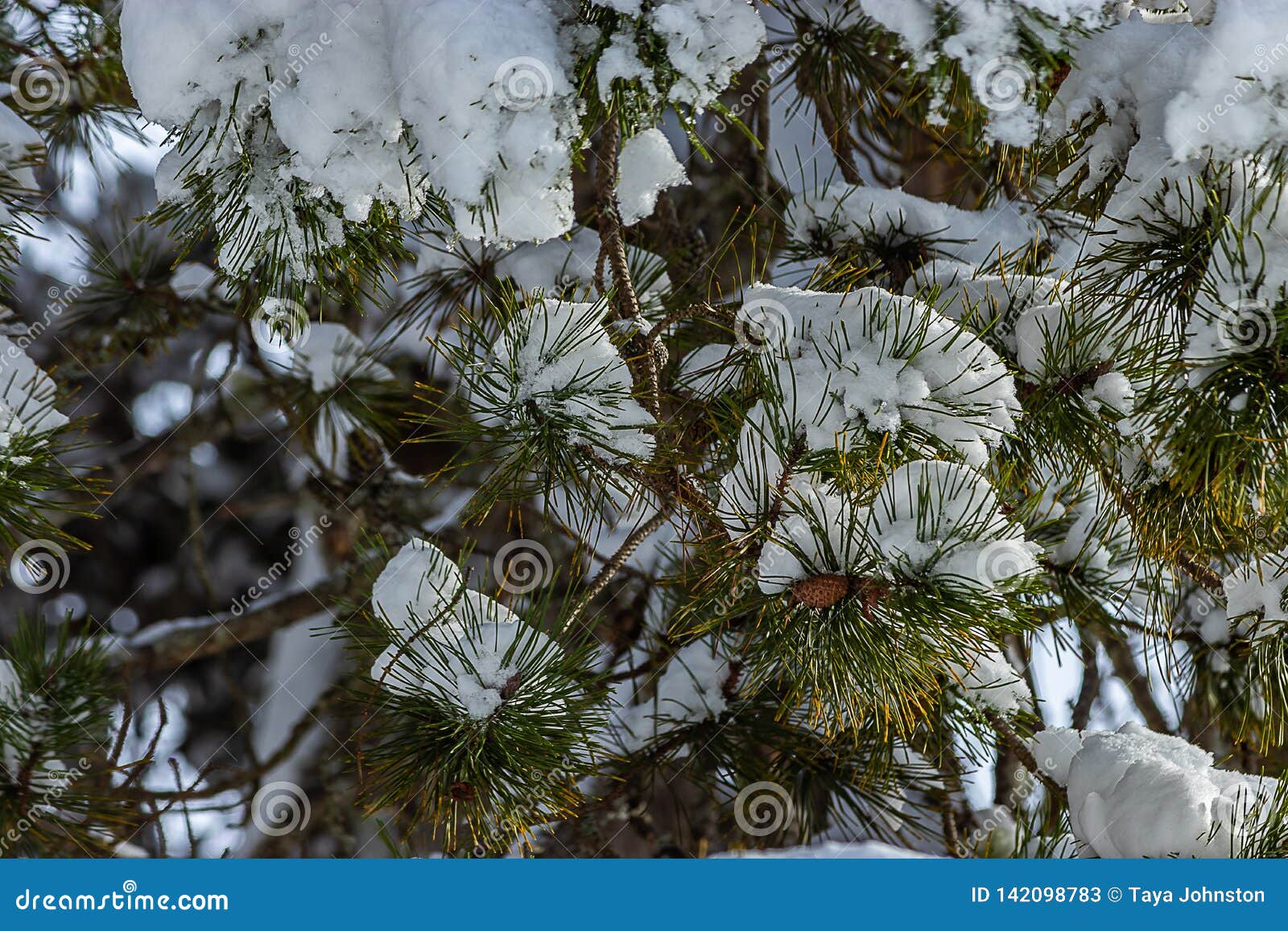 Pine Tree Branches and Needles with Snow Stock Image - Image of garden ...