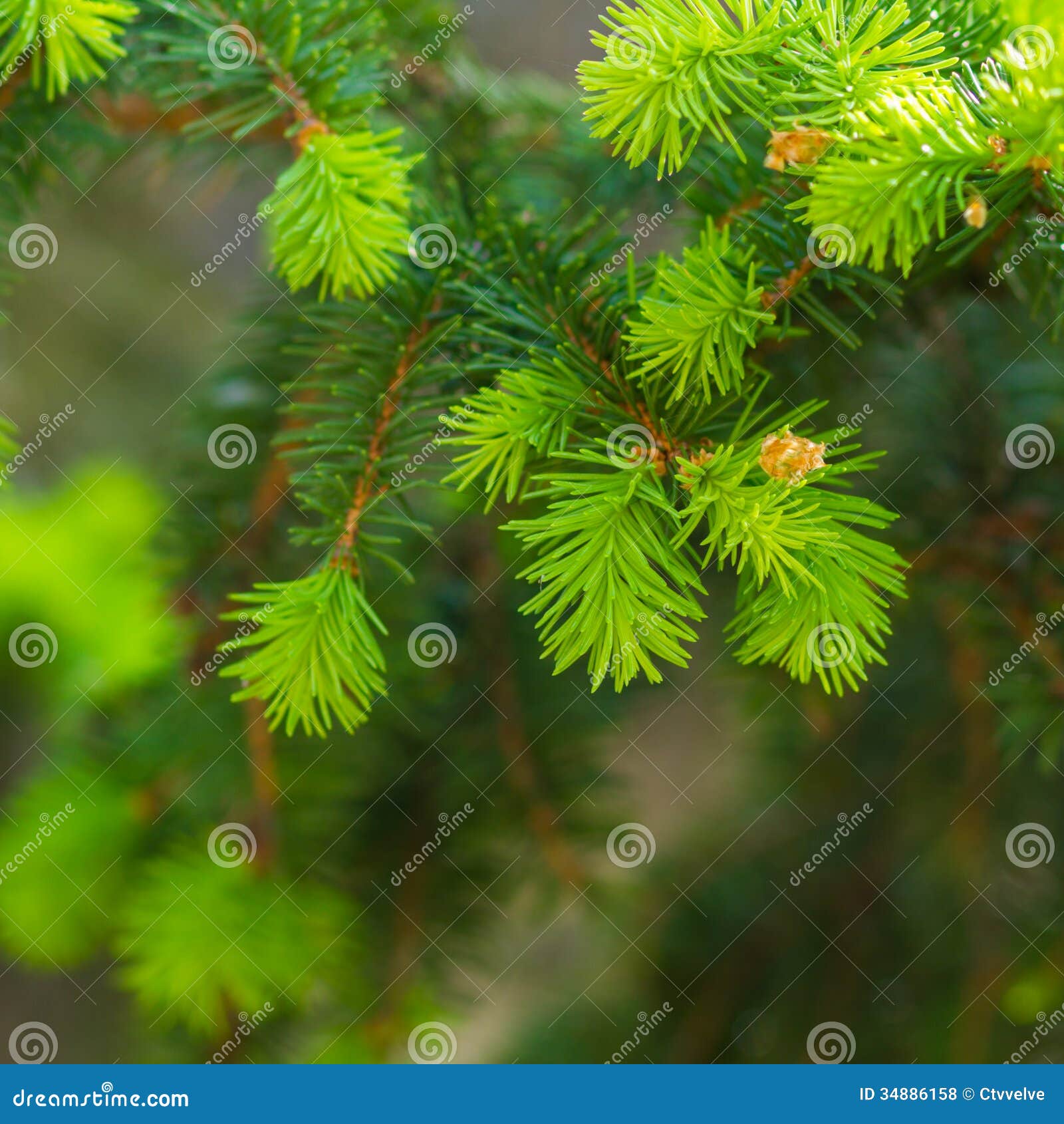 Pine tree branches stock photo. Image of needle, garden - 34886158