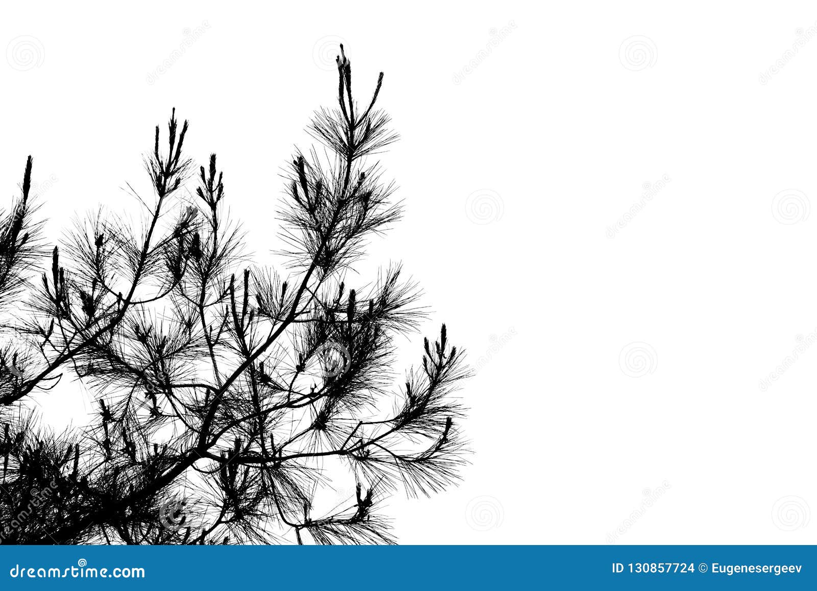 Pine Tree Branches Silhouette Stock Photo - Image of outdoors, flora ...