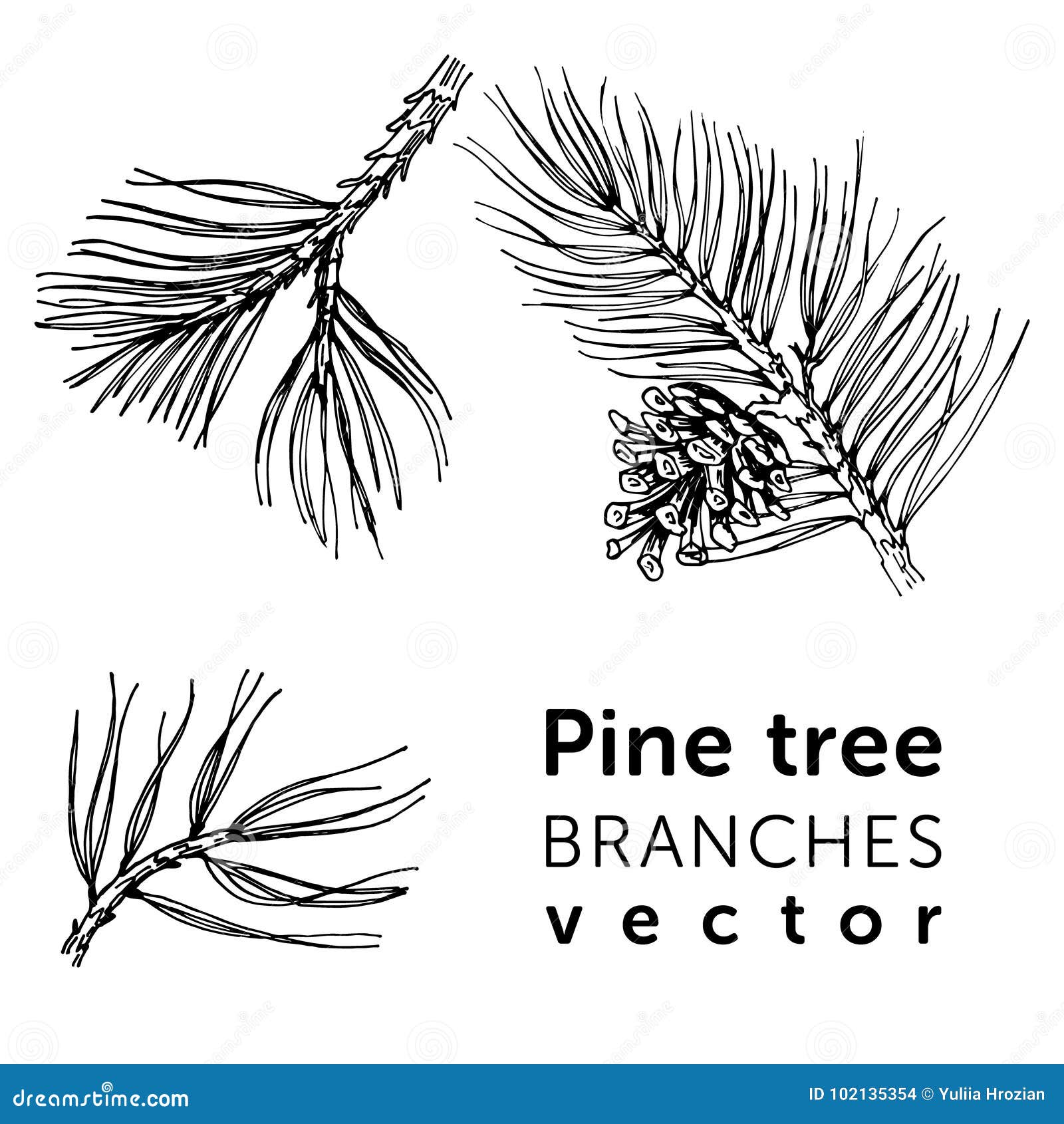 Pine Tree Branches in Simple Style for Your Holidays Design. Stock ...