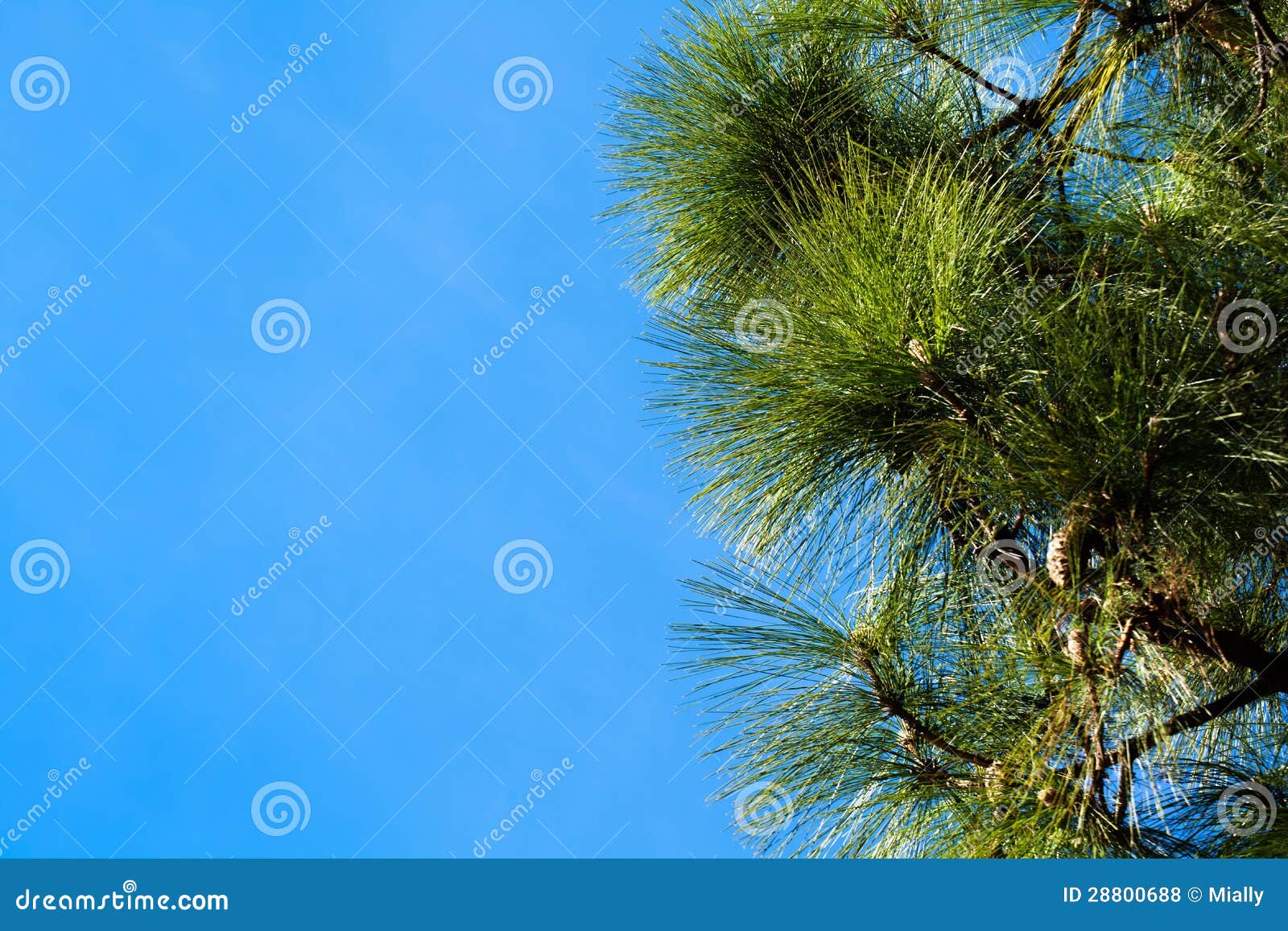 Pine Tree Branches on a Sky Background Stock Photo - Image of summer ...