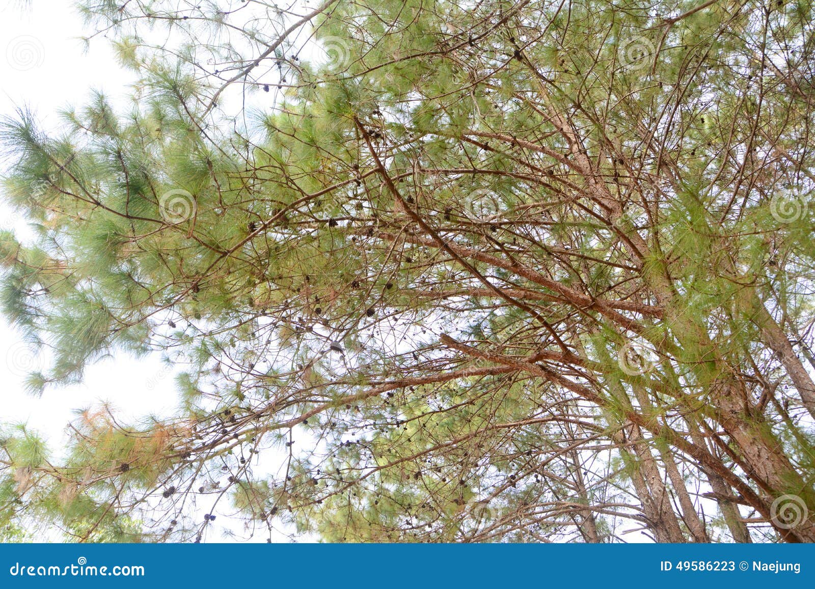 Pine tree branches stock image. Image of botany, forest - 49586223