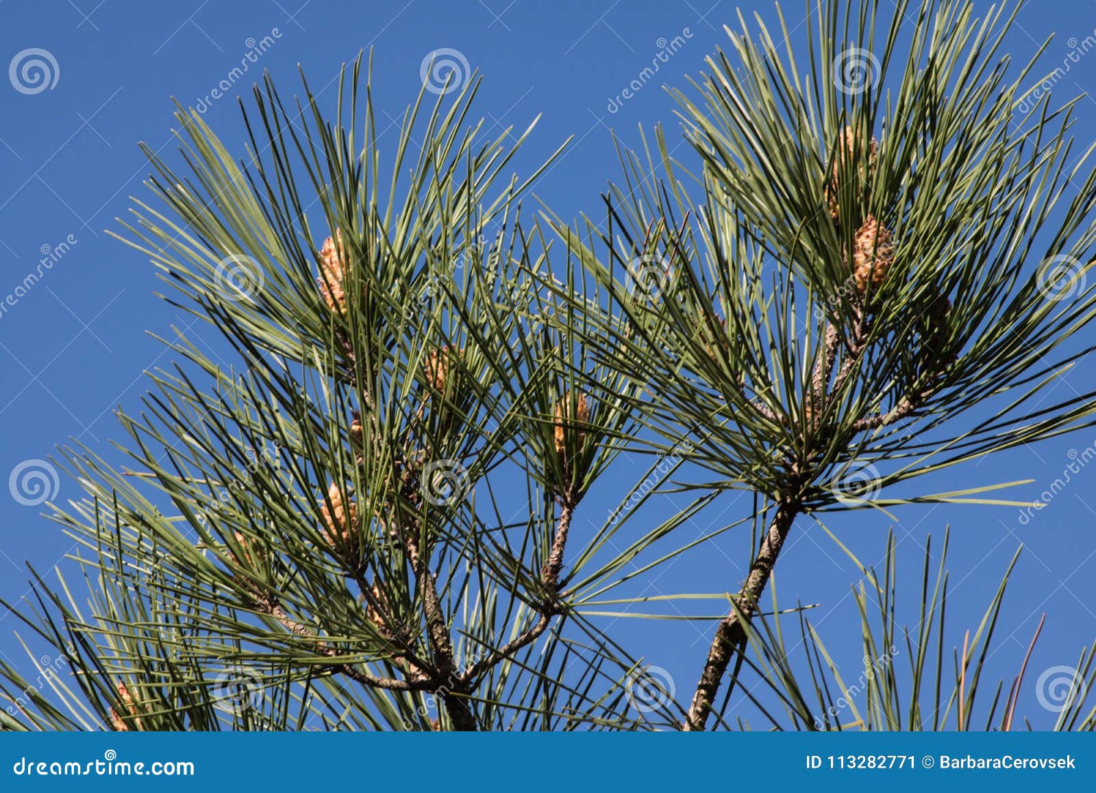 Pine Tree Branches Texture Pattern in Blue Sky Stock Image - Image of ...