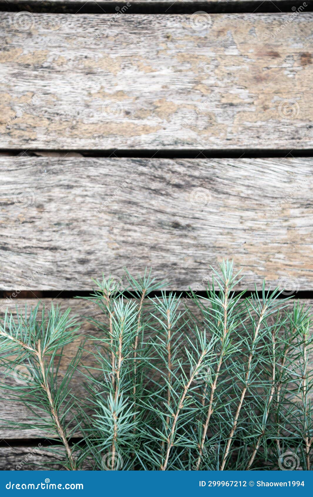 Pine Tree Branches Vintage Wood Stock Photo - Image of space, vintage ...