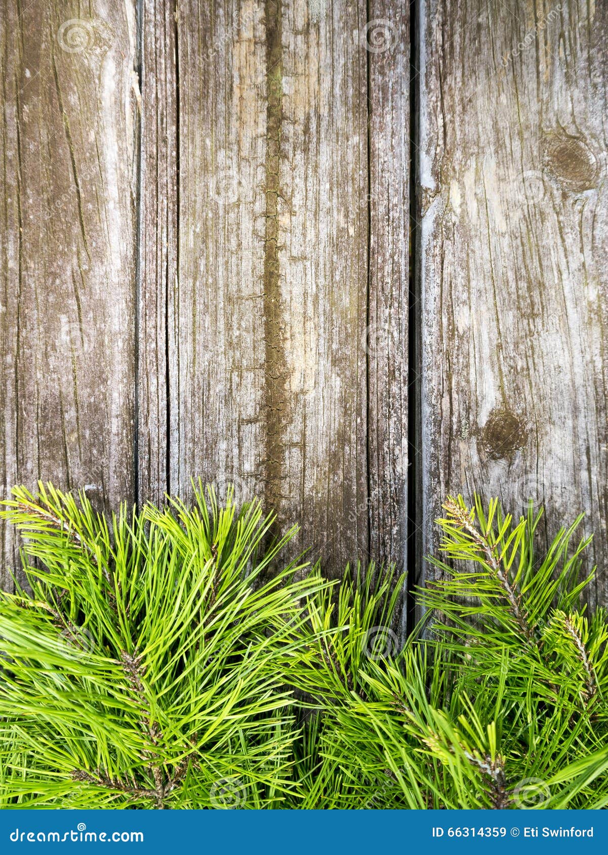 Pine Tree Branches Vintage Wood Stock Image - Image of frame, surface ...