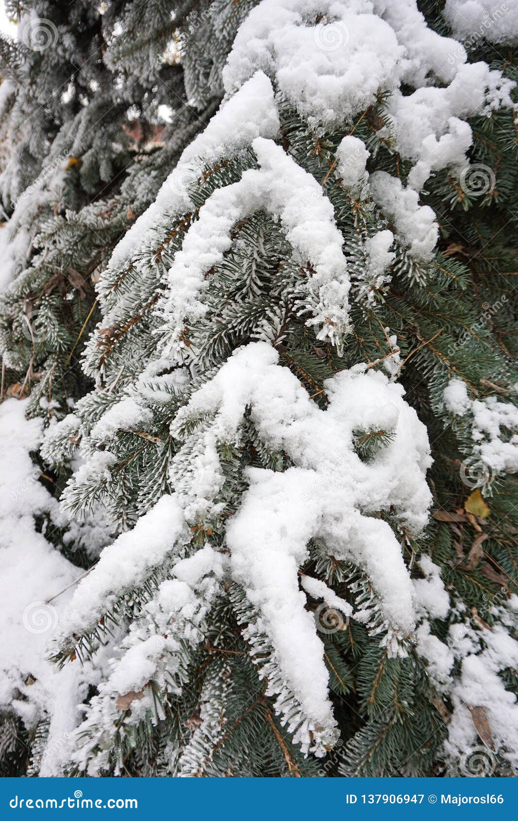 Pine Tree Branches in Winter Stock Image - Image of tree, christmas ...