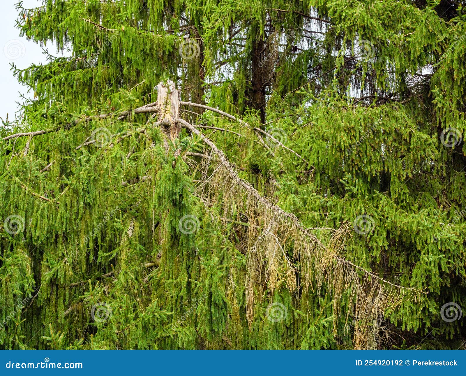 A Pine Tree Broken in Half by the Hurricane Stock Photo - Image of wind ...