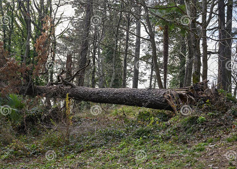 A Pine Tree Broken by a Storm in the Rainforest Stock Photo - Image of ...