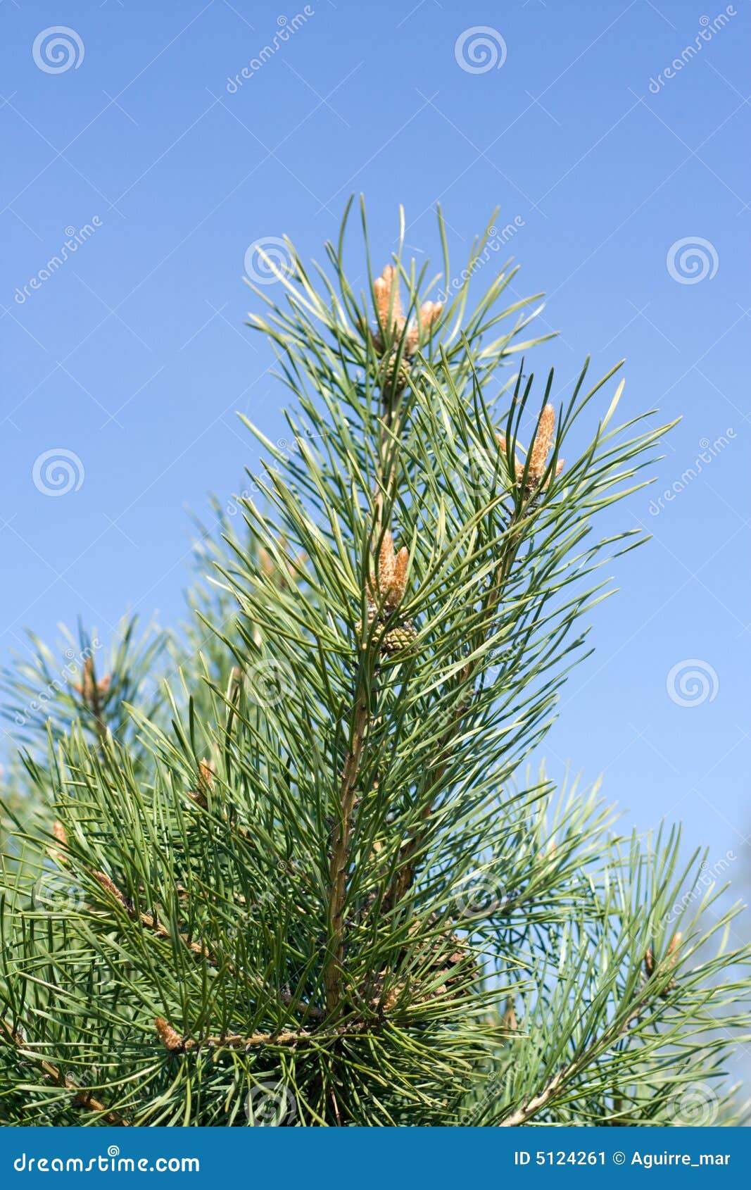 Pine-tree Buds On The Background Of The Blue Sky Picture. Image: 5124261