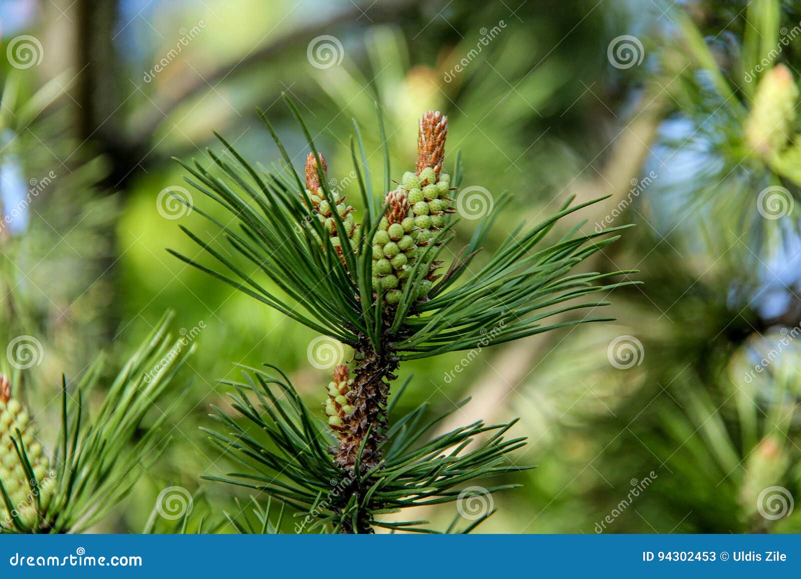 Pine tree buds stock image. Image of field, agriculture - 94302453