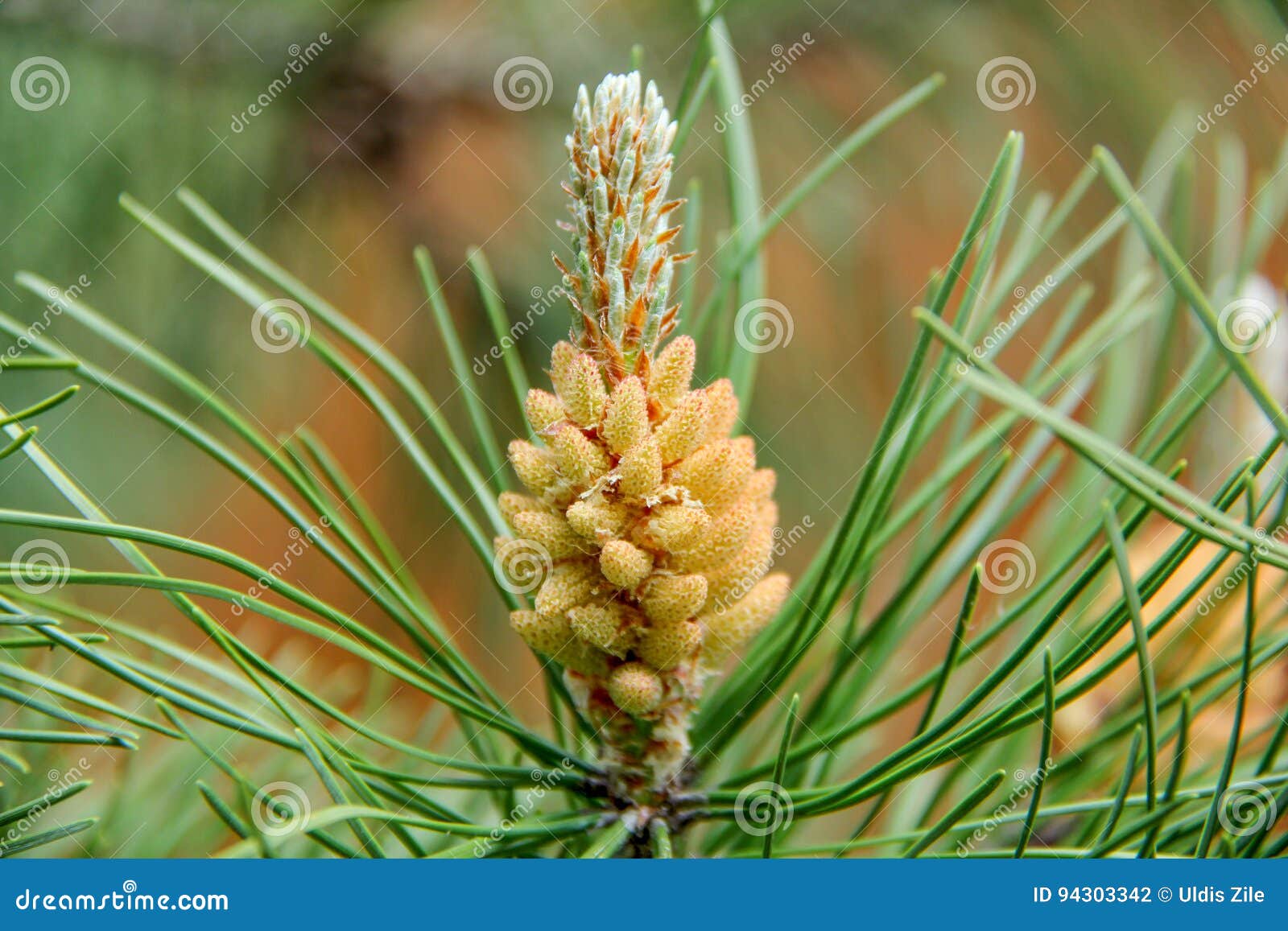 Pine tree buds stock photo. Image of bread, growth, closeup - 94303342