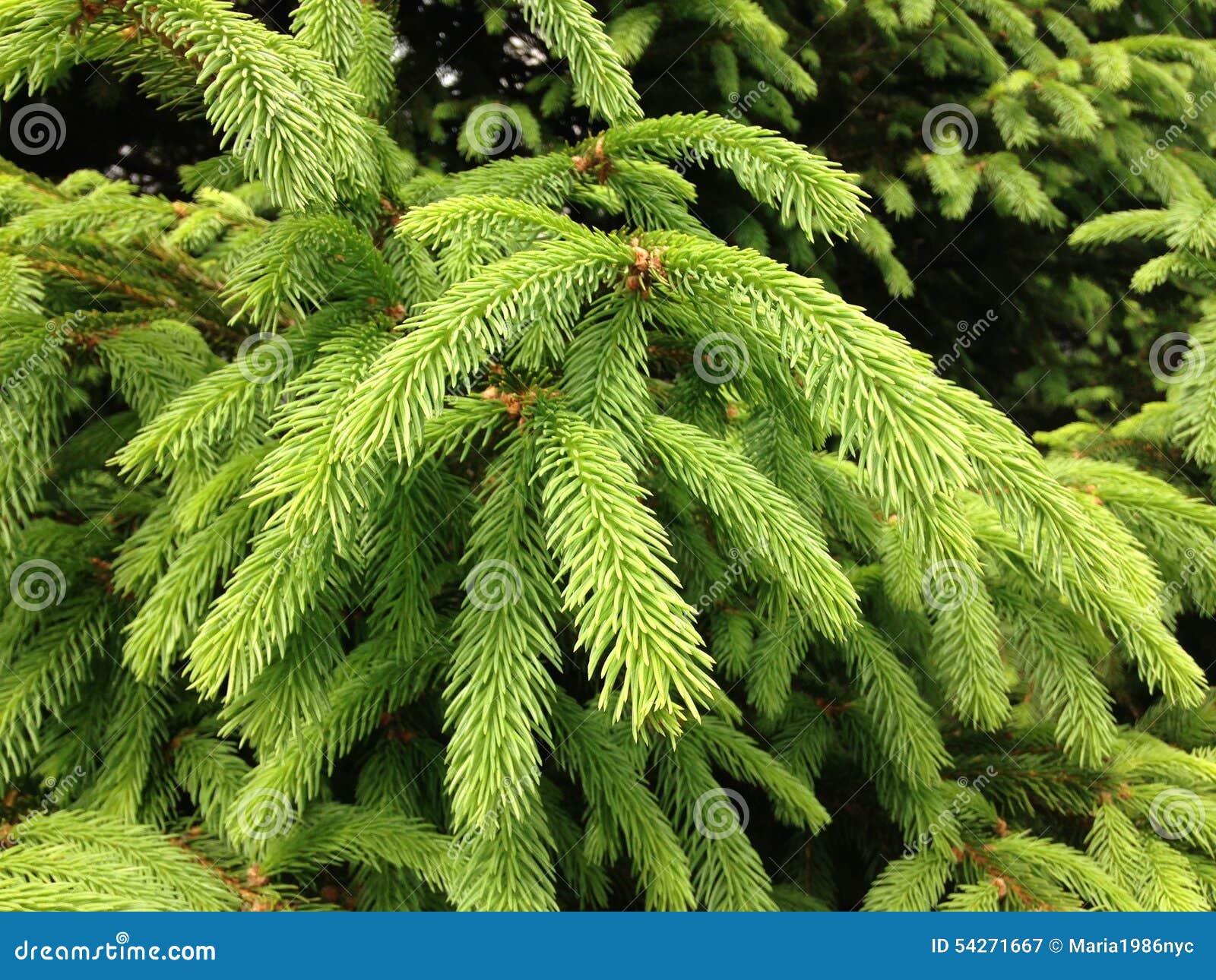 Pine Tree Buds. stock image. Image of grow, jersey, pine - 54271667
