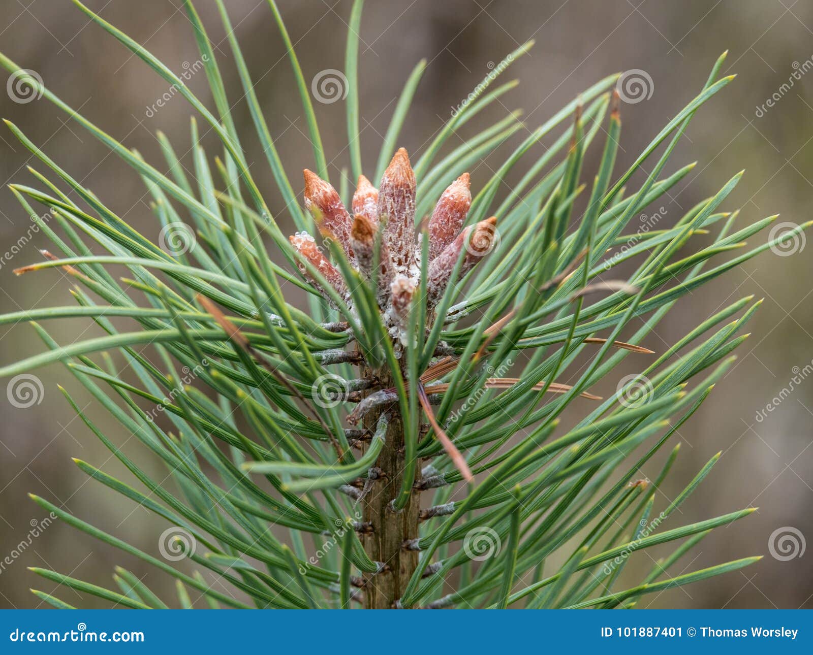 Pine Tree Buds stock image. Image of juvenile, buds - 101887401