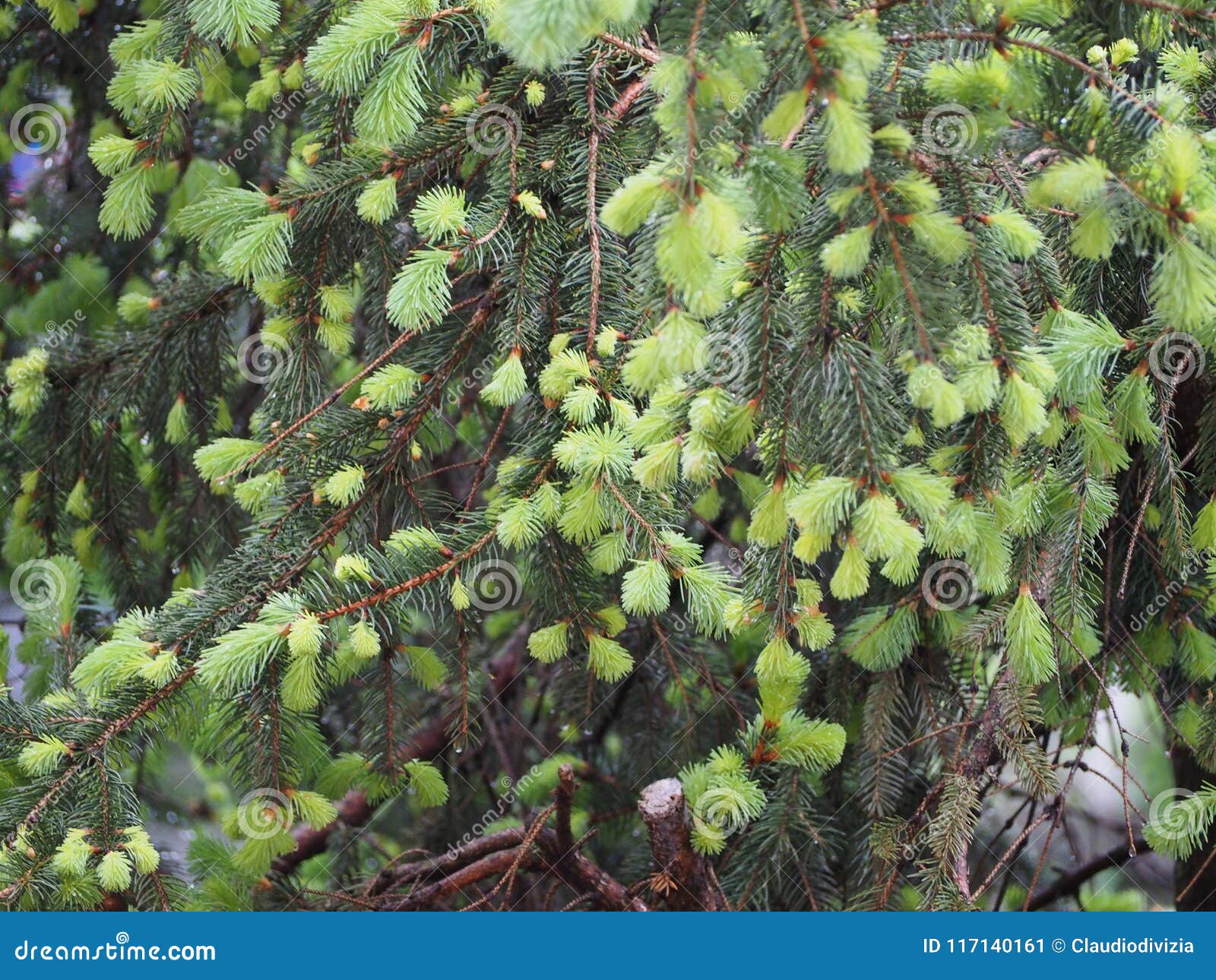 Pine tree buds in spring stock image. Image of season - 117140161