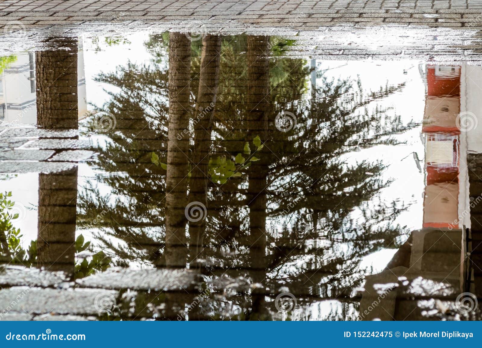 Pine Tree and Building Reflections in the Water Stock Image - Image of ...
